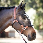 Kavalkade Cavo Padded Leather Rope Halter & Leadrope - Riding Warehouse