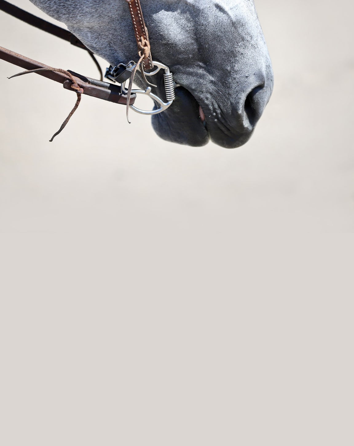 Horse Bits and Hackamores - Riding Warehouse