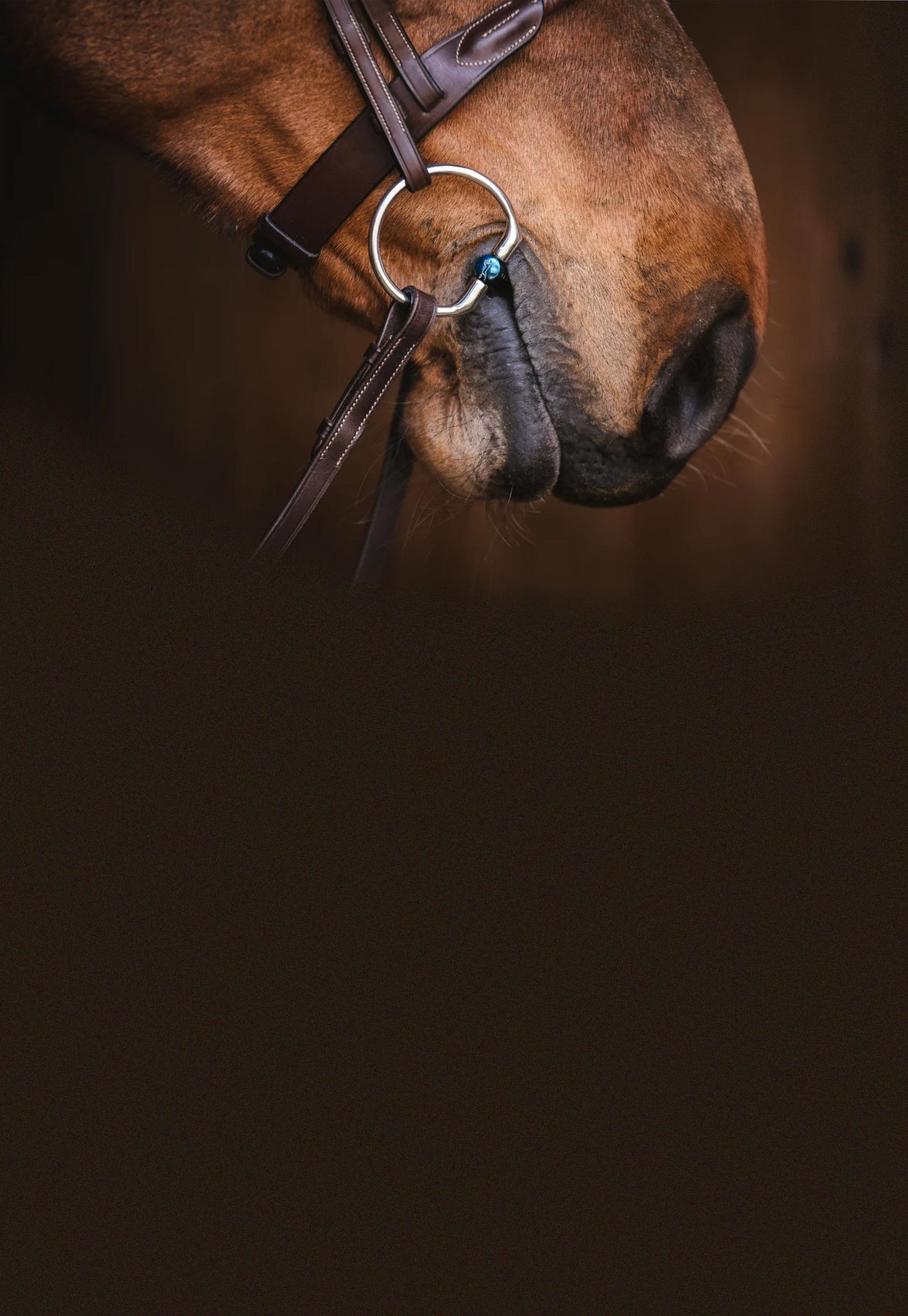 Horse Tack | Horse Gear & Supplies - Riding Warehouse