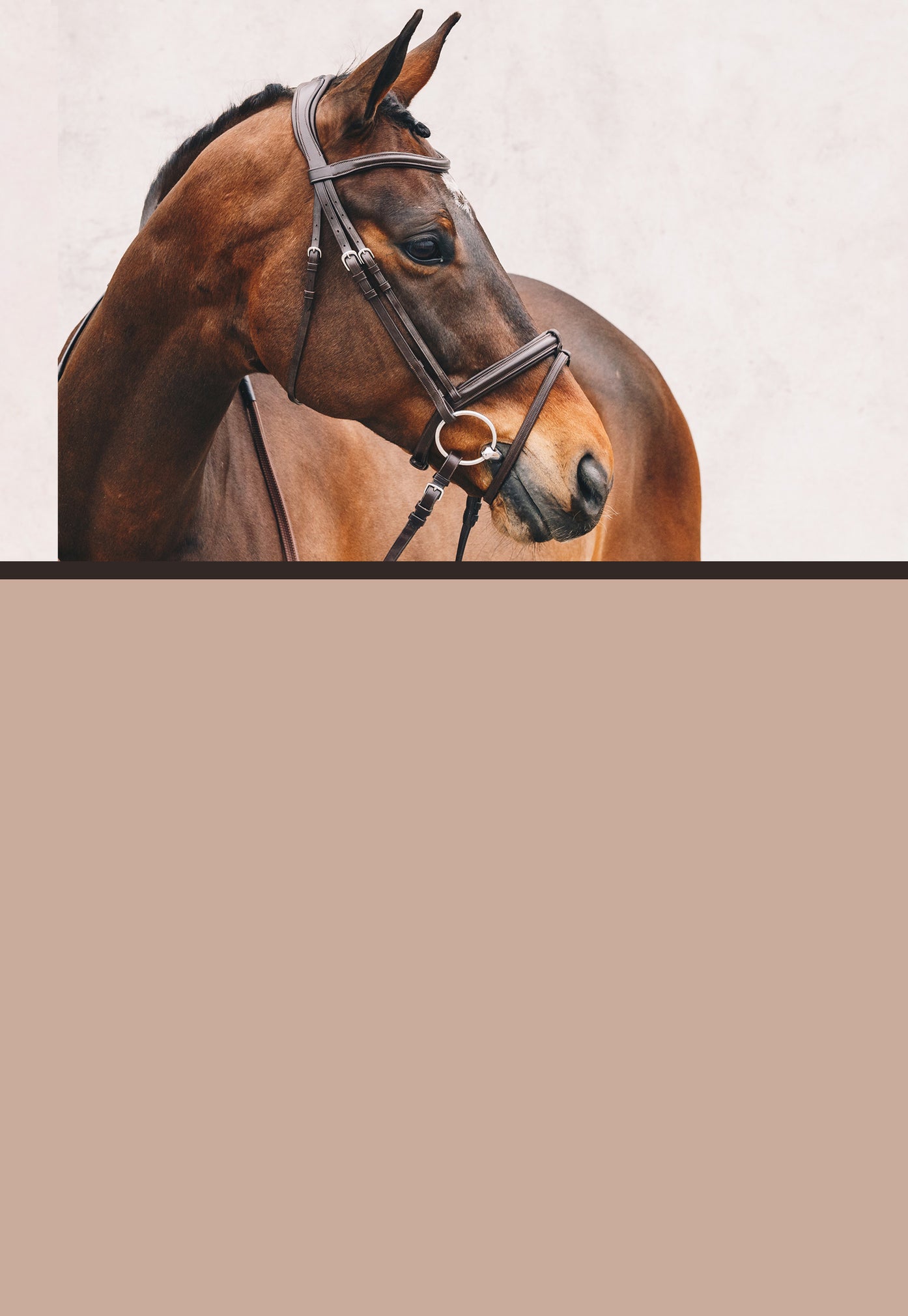 Horse Tack | Horse Gear & Supplies - Riding Warehouse