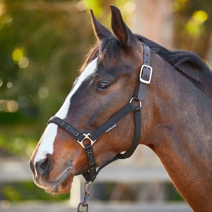 Horse Halters and Leads - Riding Warehouse