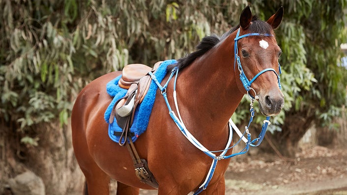 Endurance Horse Tack & Supplies - Riding Warehouse