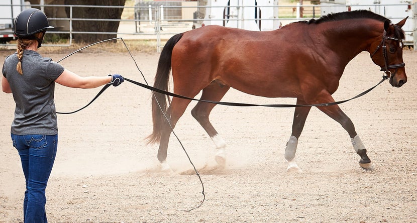 Horse & Rider Training Equipment - Riding Warehouse