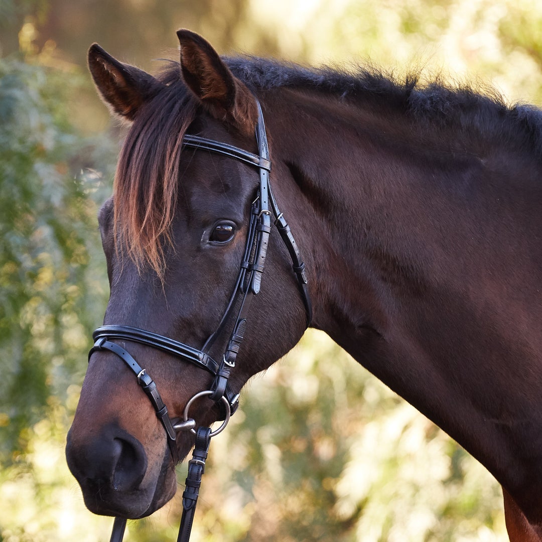 Bobby's Tack Padded Narrow Noseband Dressage Bridle | Riding Warehouse