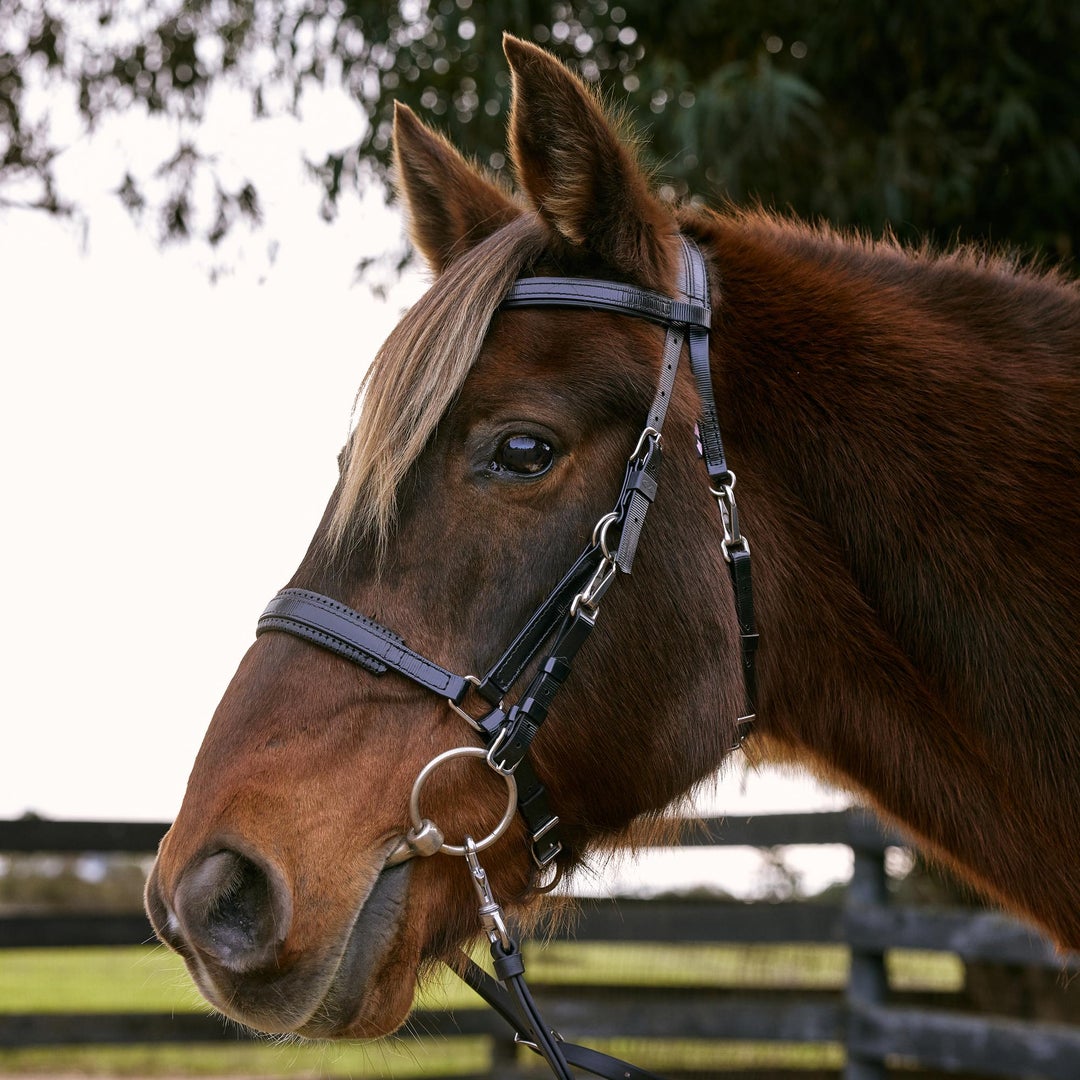Zilco Marathon Padded Halter Bridle Combo | Riding Warehouse