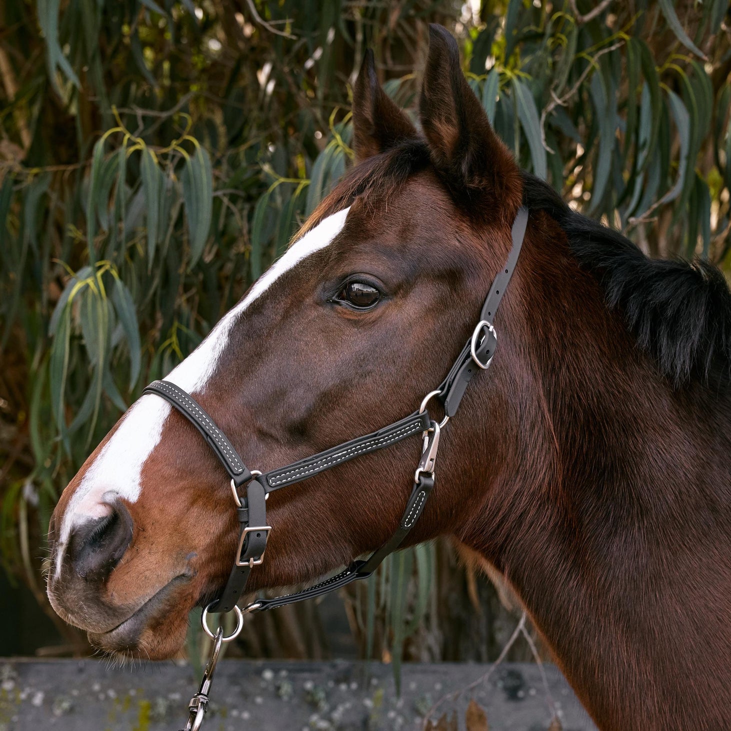 Berlin Beta BioThane Endurance Halter | Riding Warehouse