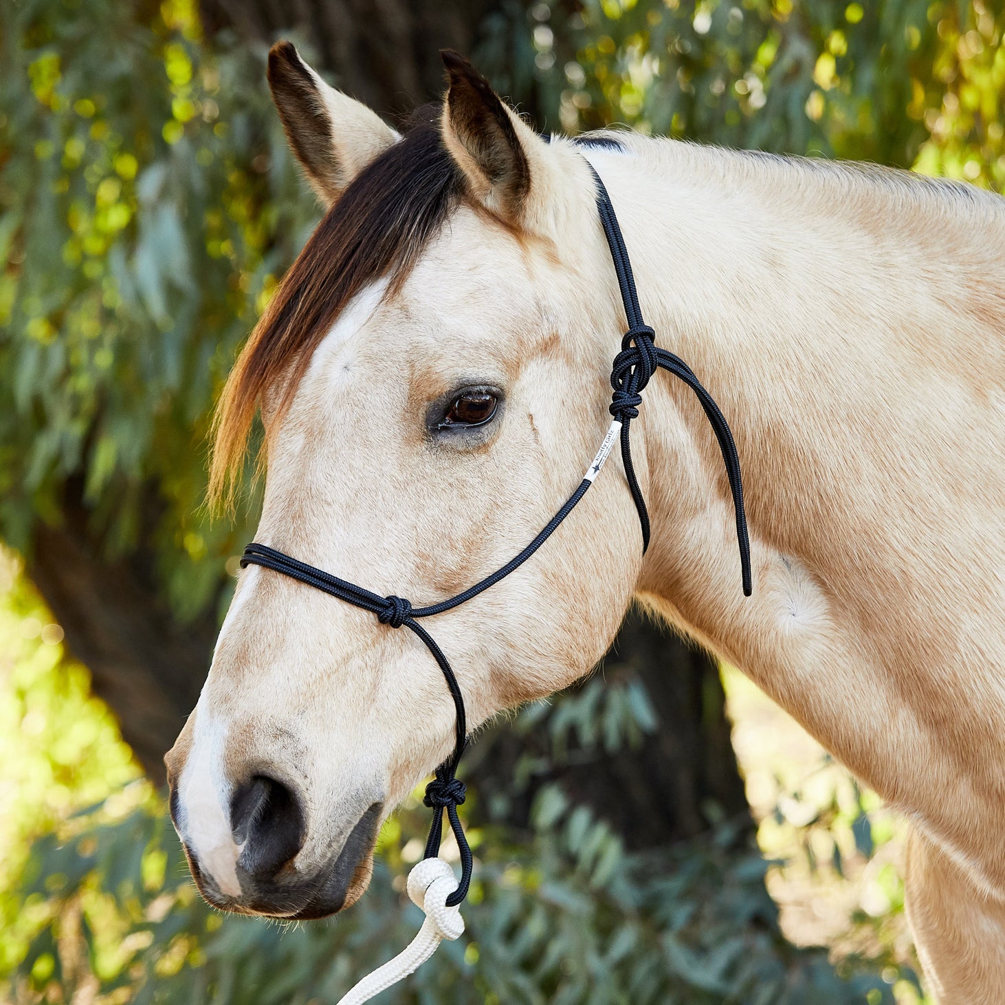 Knotty Girlz 1/4" Stiff 2-Knot Poly Rope Halter | Riding Warehouse