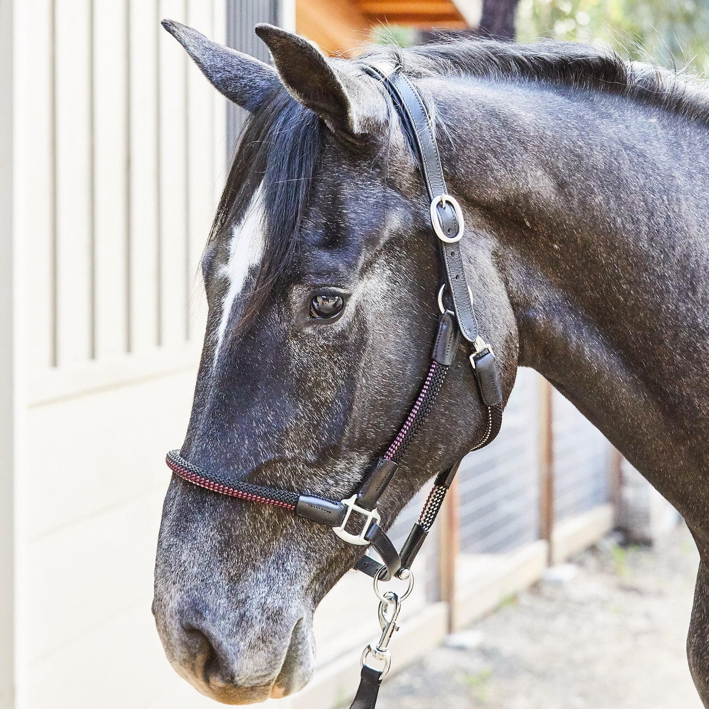 Kavalkade Cavo Padded Leather Rope Halter & Leadrope | Riding Warehouse