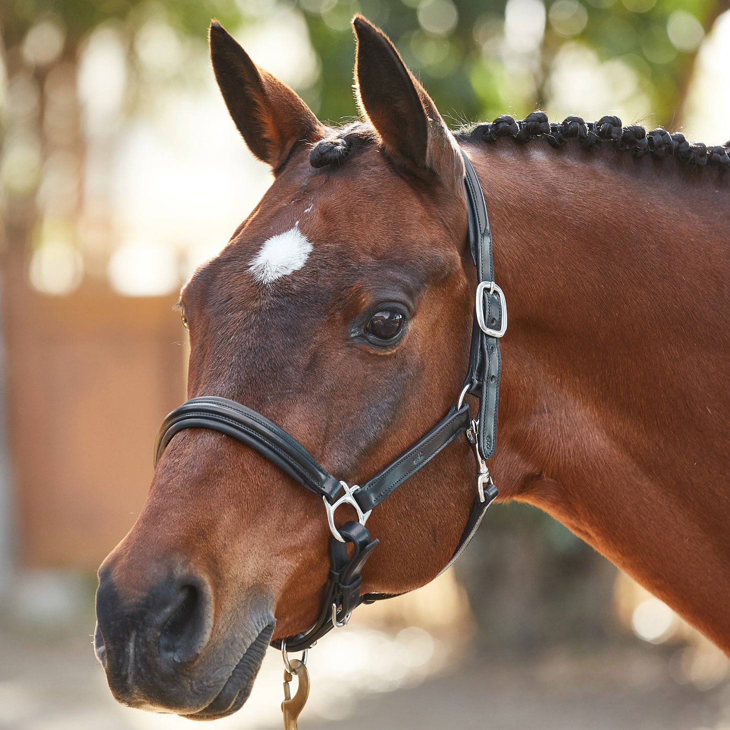Schockemoehle Ulm Round Raised Padded Leather Halter | Riding Warehouse