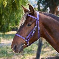 Berlin Beta BioThane Snap-On Endurance Bridle Headstall | Riding Warehouse