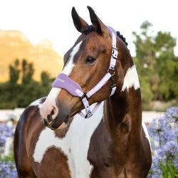 Flat Web & Nylon Halters - Riding Warehouse