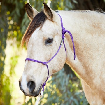 Rope Halters for Horses - Riding Warehouse