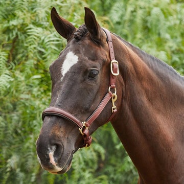 LeMieux Horse Halters & Lead Ropes - Riding Warehouse