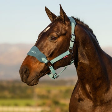LeMieux Horse Halters - Riding Warehouse
