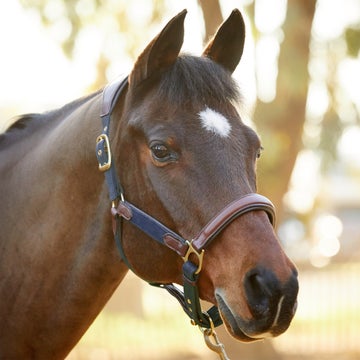 Flat Web & Nylon Halters - Riding Warehouse