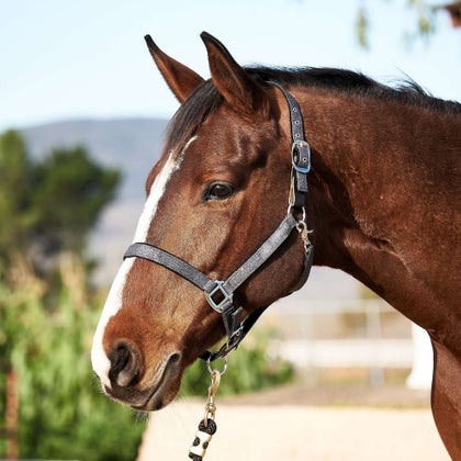 Breakaway Halters for Horses - Riding Warehouse