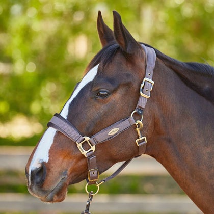 Horse Halters and Leads - Riding Warehouse