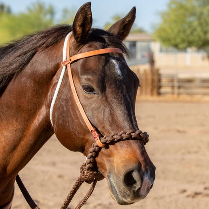 Sidepull, Bitless, & Hackamore Bridles - Riding Warehouse