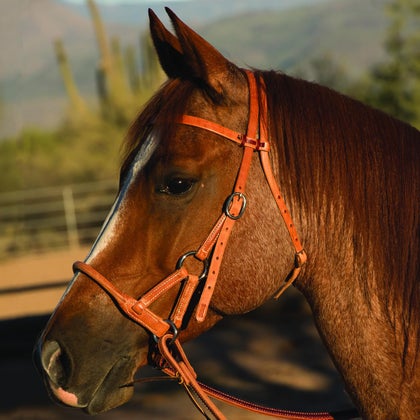 Sidepull, Bitless, & Hackamore Bridles - Riding Warehouse