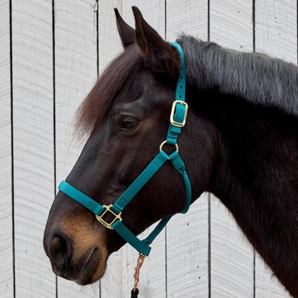 Flat Web & Nylon Halters - Riding Warehouse