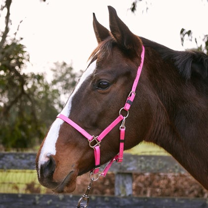 Zilco Marathon Padded Halter Bridle Combo | Riding Warehouse