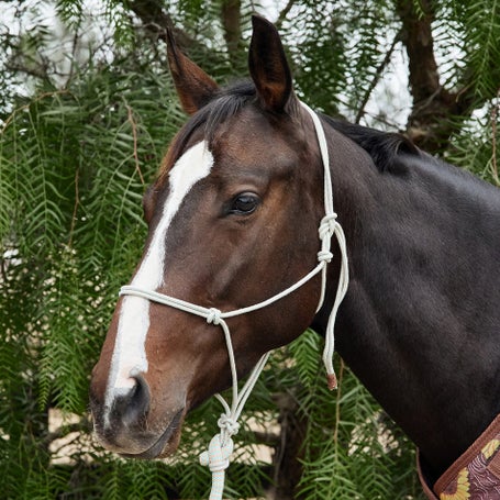 Weaver EcoLuxe Bamboo Rope Halter w/10' Lead Rope | Riding Warehouse