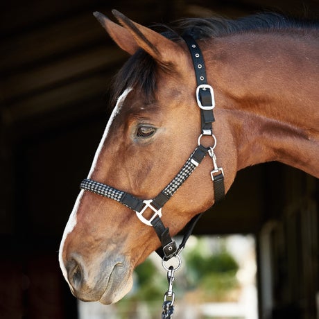 Horse Halters & Lead Ropes - Riding Warehouse