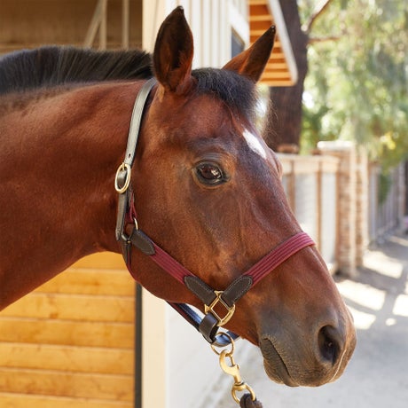 Flat Web & Nylon Halters - Riding Warehouse