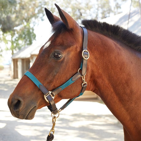 Flat Web & Nylon Halters - Riding Warehouse