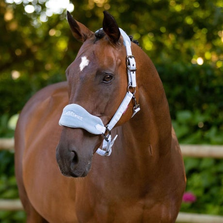 Flat Web & Nylon Halters - Riding Warehouse