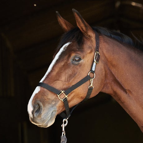 Breakaway Halters - Riding Warehouse