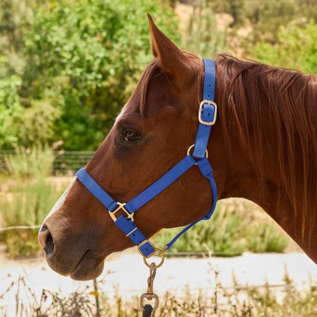 Flat Web & Nylon Halters - Riding Warehouse