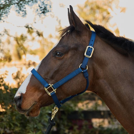 Horse Halters and Leads - Riding Warehouse
