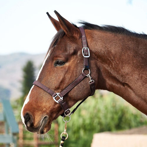 Breakaway Halters - Riding Warehouse