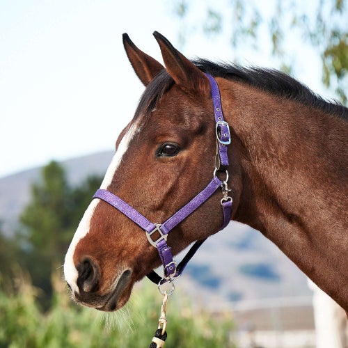 Breakaway Halters for Horses - Riding Warehouse
