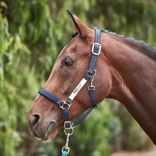 Breakaway Halters - Riding Warehouse