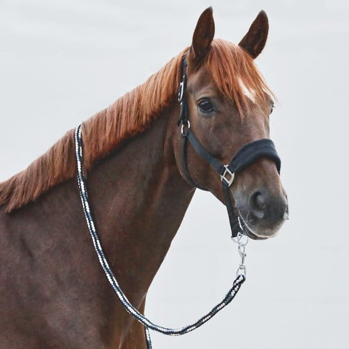 Horse Halters & Lead Ropes - Riding Warehouse