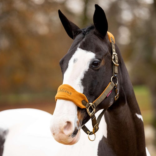 Flat Web & Nylon Halters - Riding Warehouse