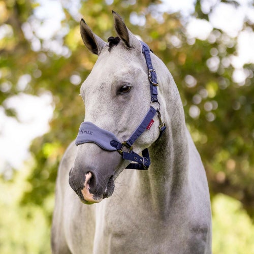 Flat Web & Nylon Halters - Riding Warehouse