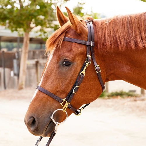 Halter Bridle Combinations - Riding Warehouse