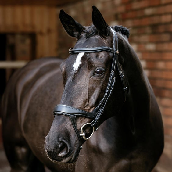 English Dressage Bridles - Riding Warehouse