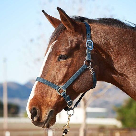 Breakaway Halters for Horses - Riding Warehouse