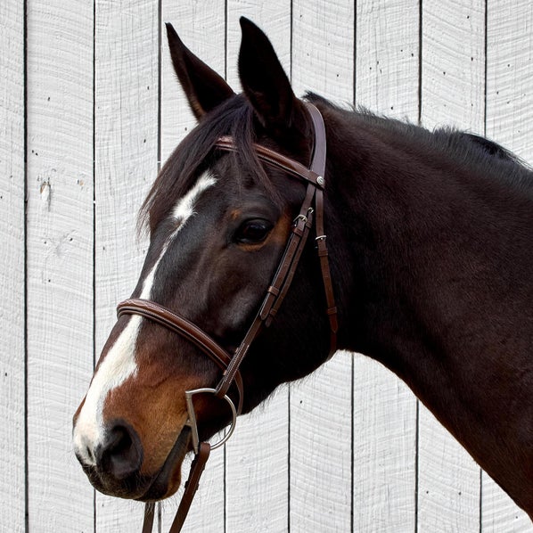 English Hunter / Jumper Bridles - Riding Warehouse