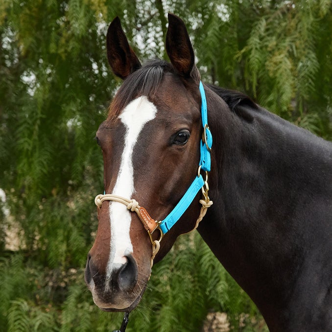 Flat Web & Nylon Halters - Riding Warehouse