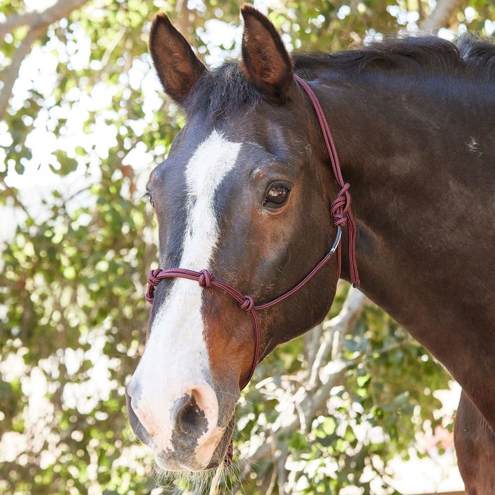 Rope Halters for Horses - Riding Warehouse