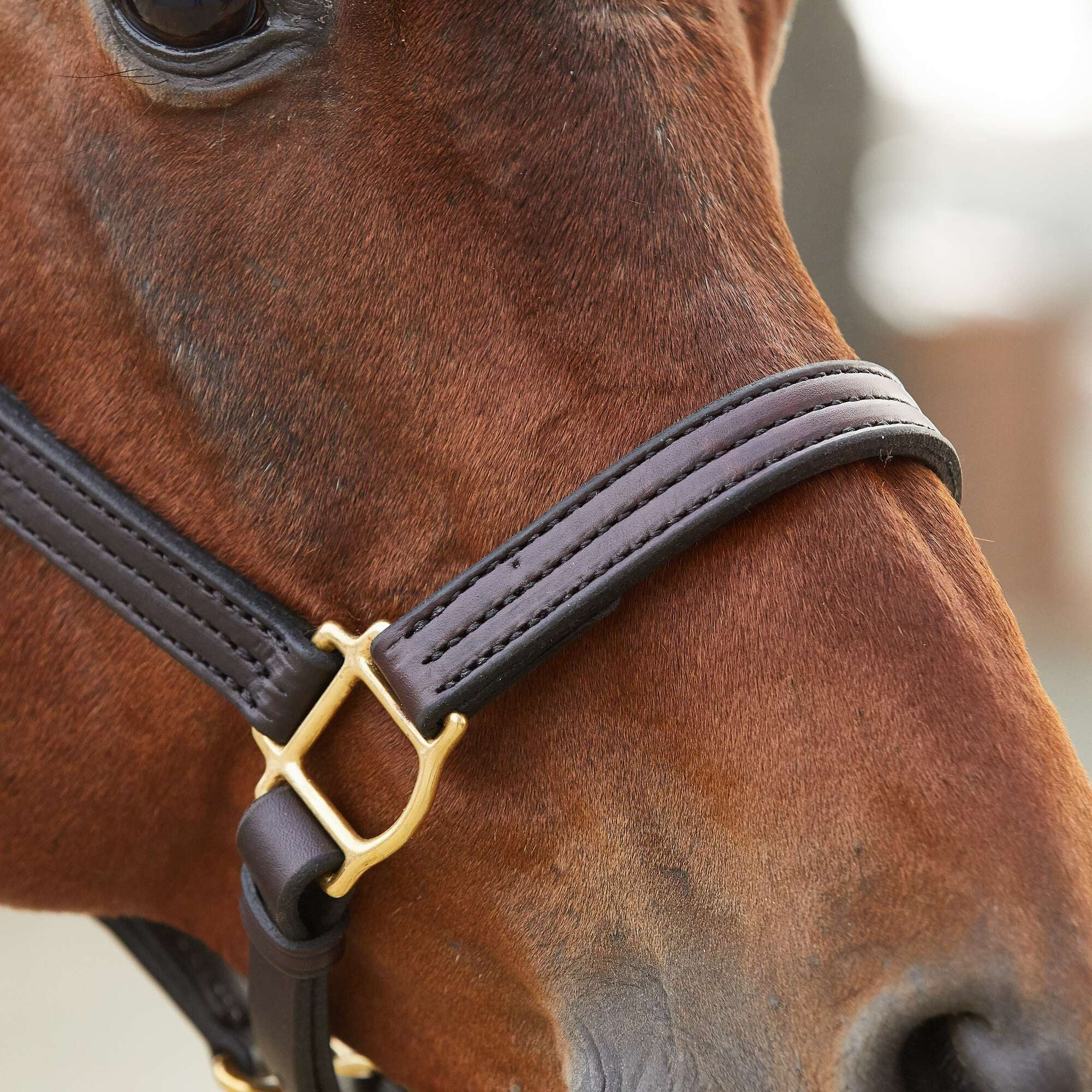 Berlin Custom Leather Triple Stitched Halter - Riding Warehouse