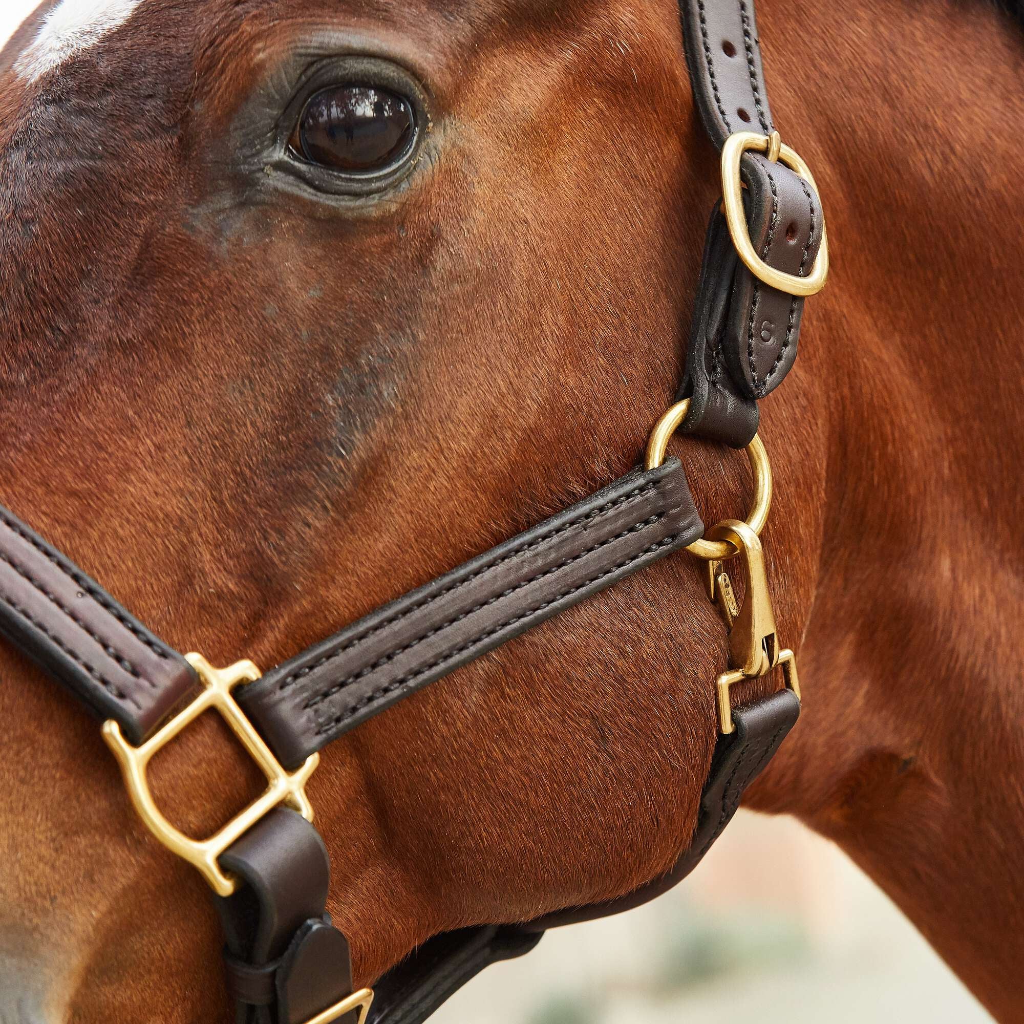 Berlin Custom Leather Triple Stitched Halter - Riding Warehouse