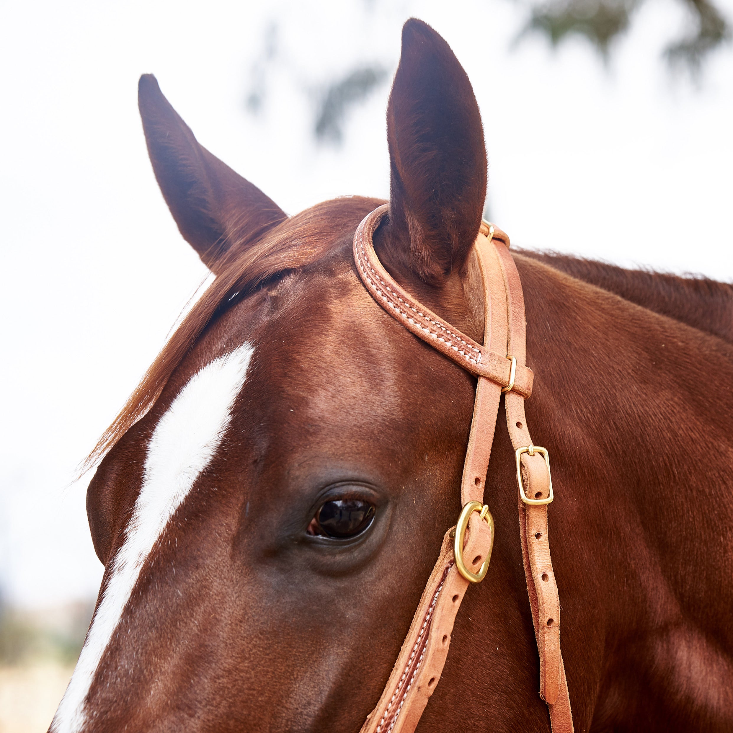 Berlin Hermann Oak Sliding One Ear Headstall w/Snaps - Riding Warehouse