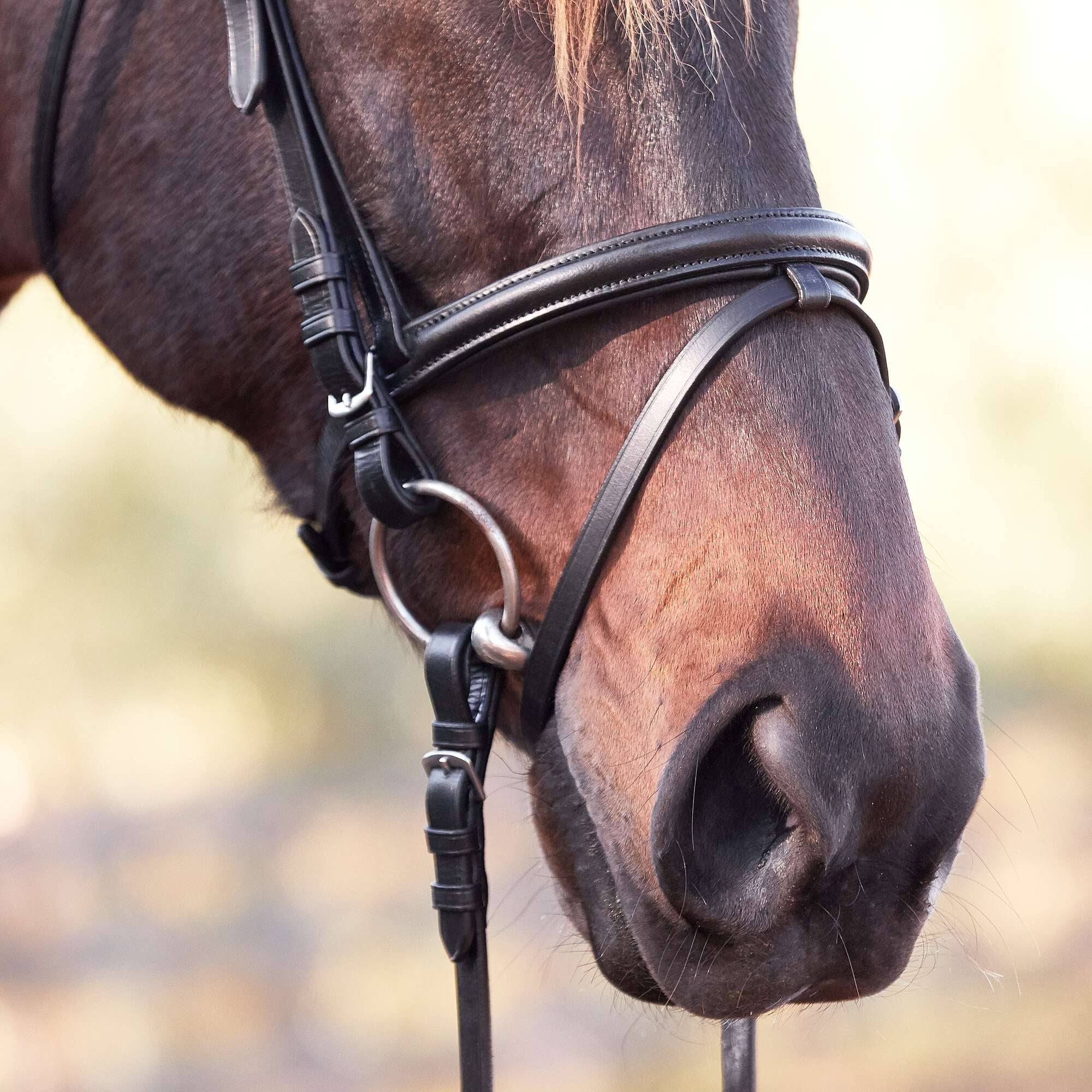 Bobby's Tack Fairhaven Plain Raised Padded Flash Bridle - Riding Warehouse