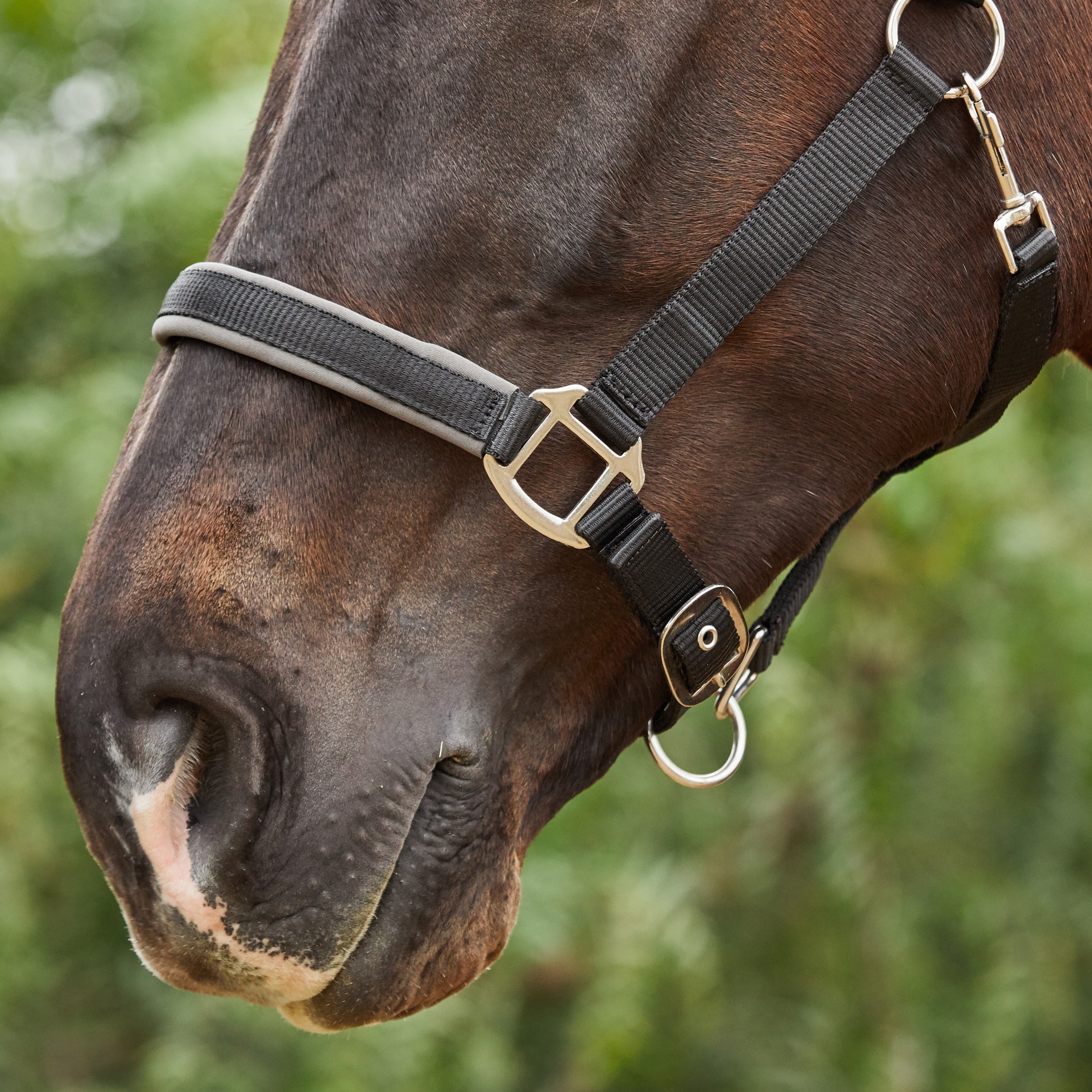 Tough 1 Neoprene Padded Adjustable Nylon Halter - Riding Warehouse